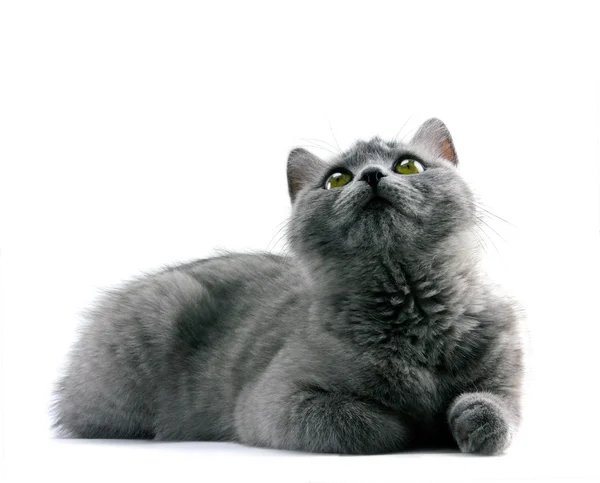 sachek Portfolio: Stock Photos, Vectors, Video, Audio | Depositphotos