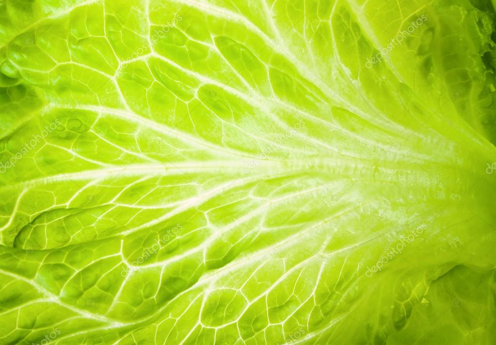 Lettuce Leaf Texture