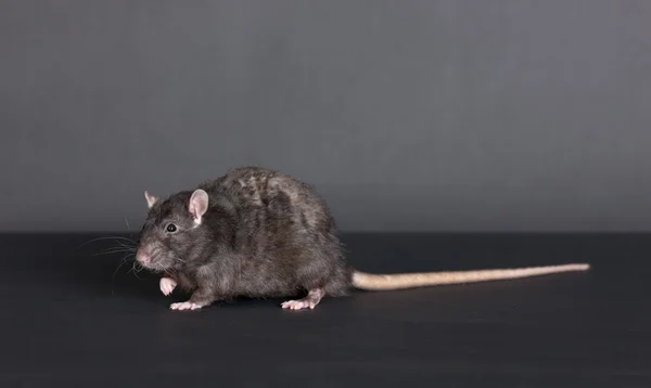 Black rat Stock Photos, Royalty Free Black rat Images | Depositphotos