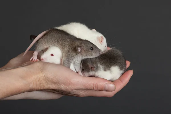 Three blind mice hi res stock photography and images alamy Stock Photos ...