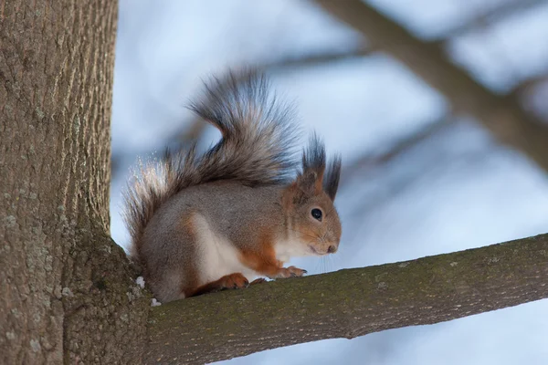 squirrel - Stock Image - Everypixel