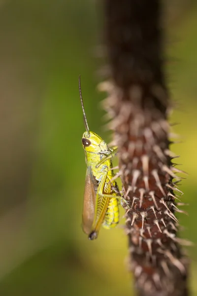 Spiny grasshopper fotos de stock, imágenes de Spiny grasshopper sin ...