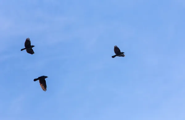 Crows flying Stock Photos, Royalty Free Crows flying Images | Depositphotos