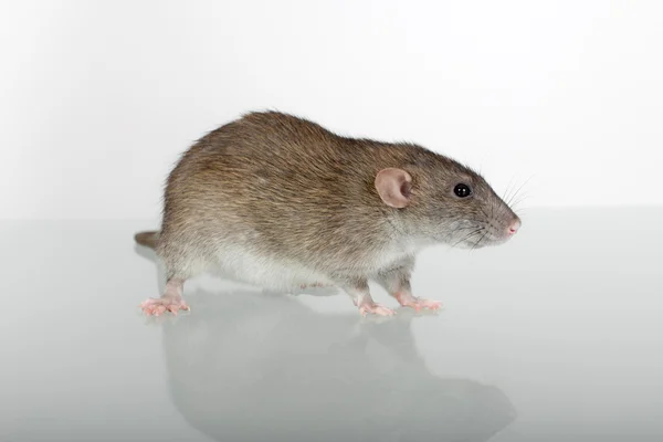 Standing brown domestic rat Stock Photo by ©Argument 12487579