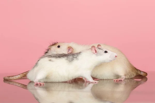 Rats fancy Stock Photos, Royalty Free Rats fancy Images | Depositphotos