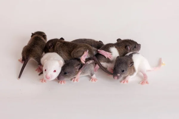 Disgusting mice Stock Photos, Royalty Free Disgusting mice Images ...