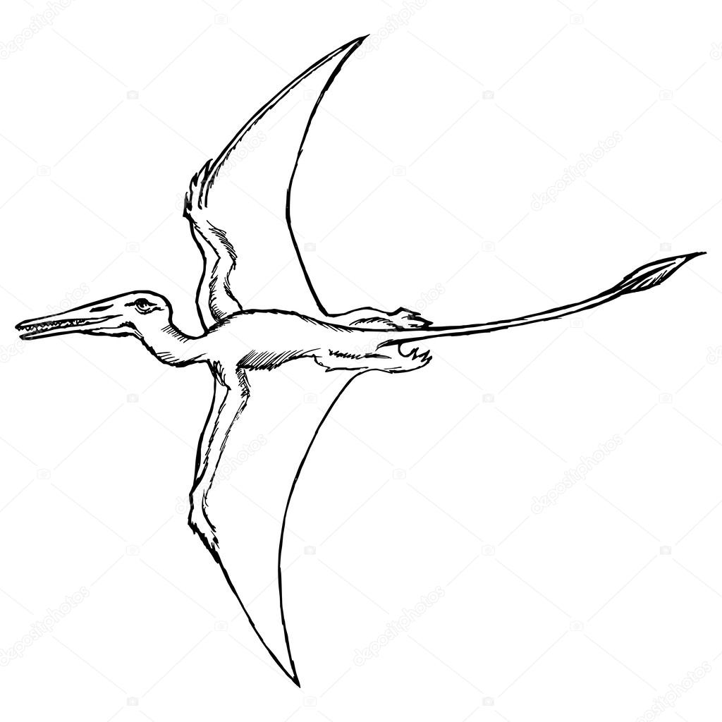 Anatomia Do Pterodactilo