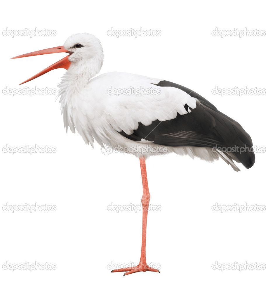 Stork on his long legs and an open beak. Symbol of pregnancy. — Stock ...