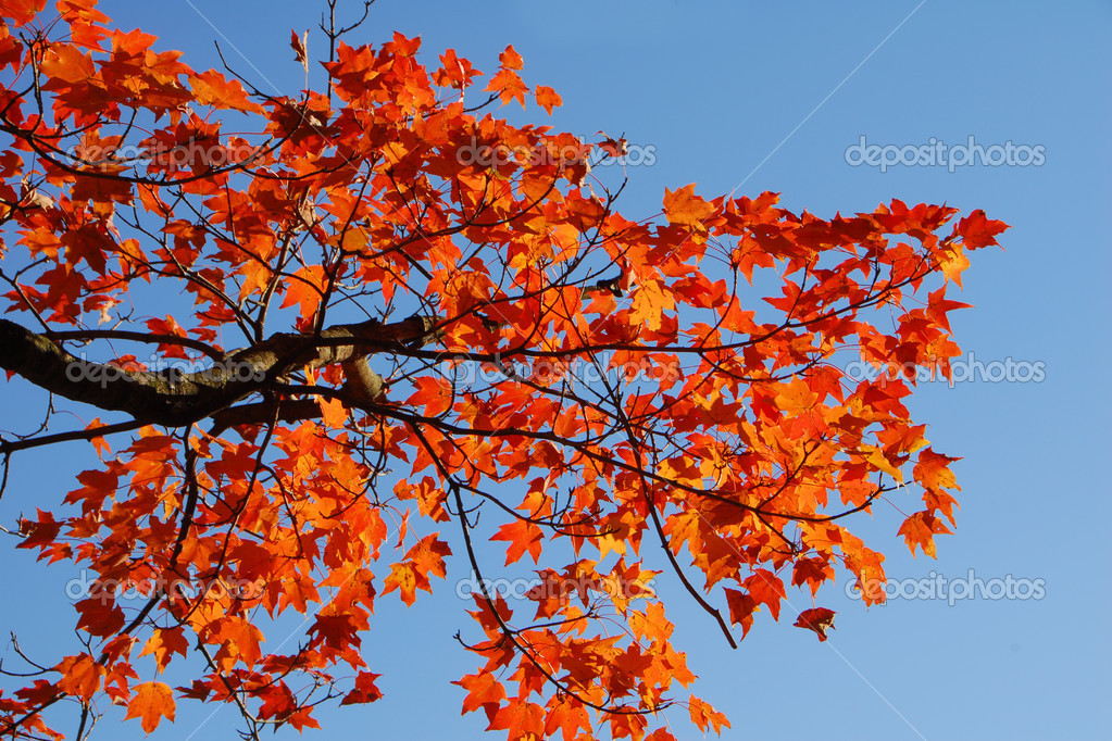 Orange Maple Tree Fall Foliage — Stock Photo © Nikonite #31251049
