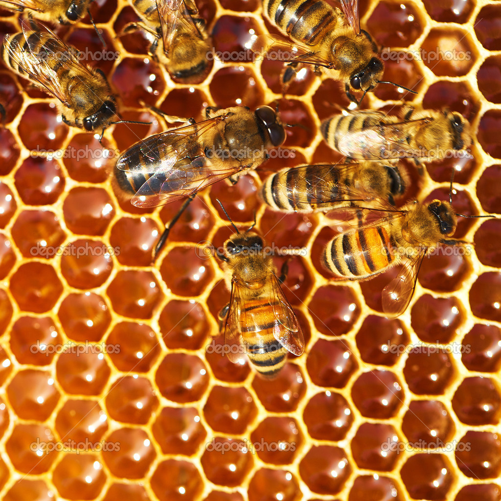 abejas trabajan en panal 2024