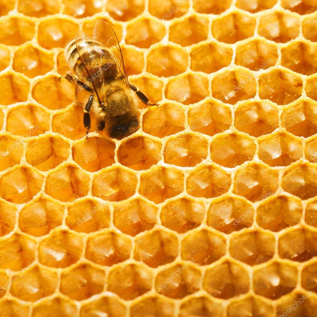 Bienen arbeiten an Waben - Stockfotografie: lizenzfreie Fotos © smaglov ...