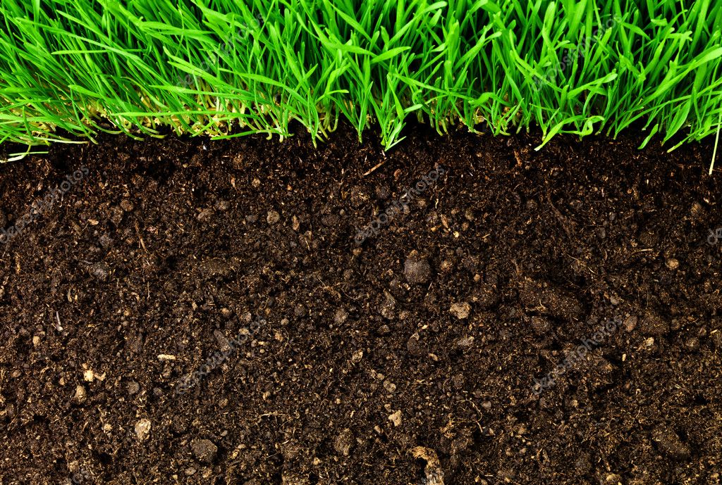 Gesundes Gras und gesunder Boden - Stockfotografie: lizenzfreie Fotos ...