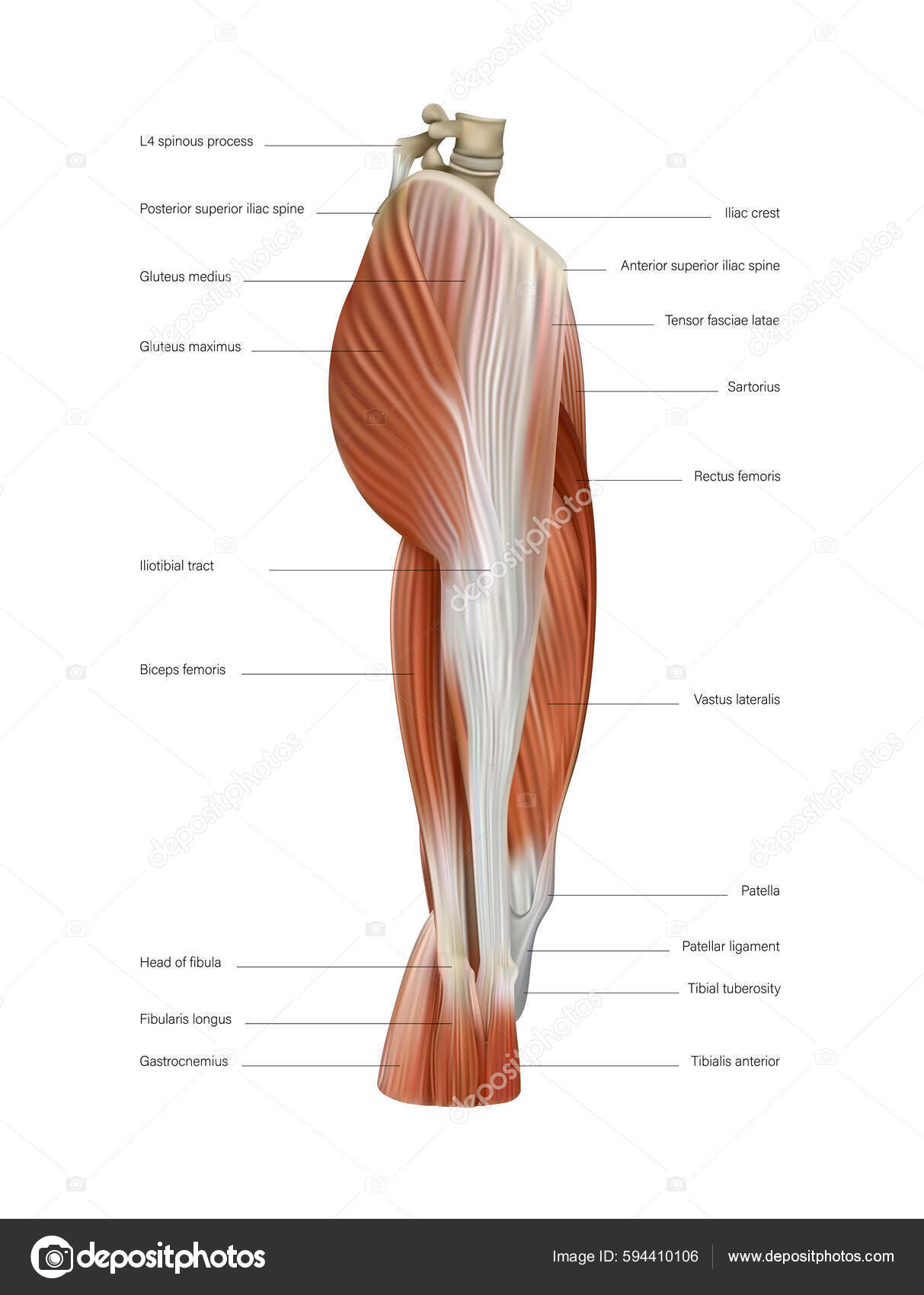 Lateral Leg Anatomy Veins Of The Leg, Lateral View, Illustration