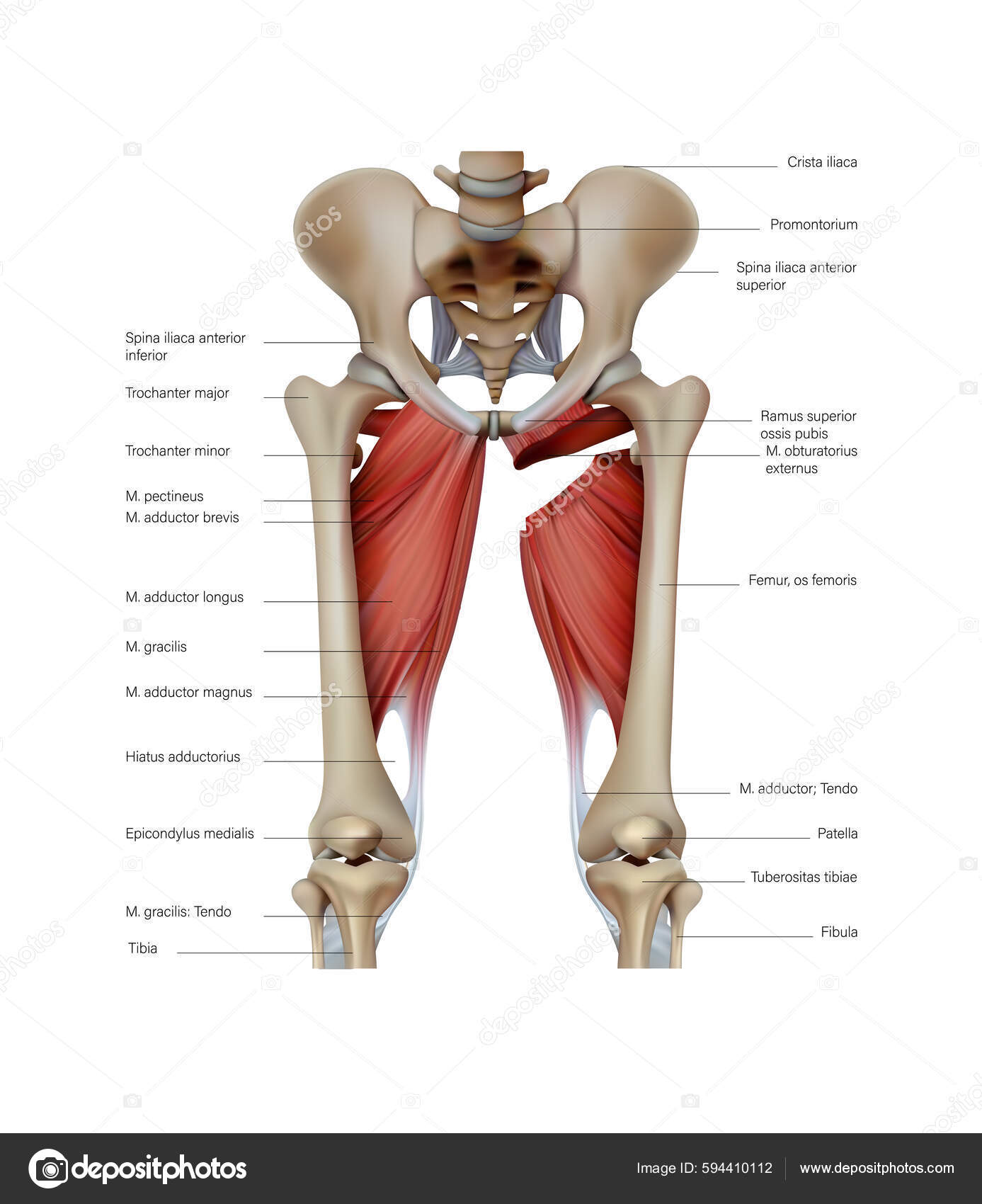 Image vectorielle Anatomie Structure Des Muscles Jambe Humaine ...