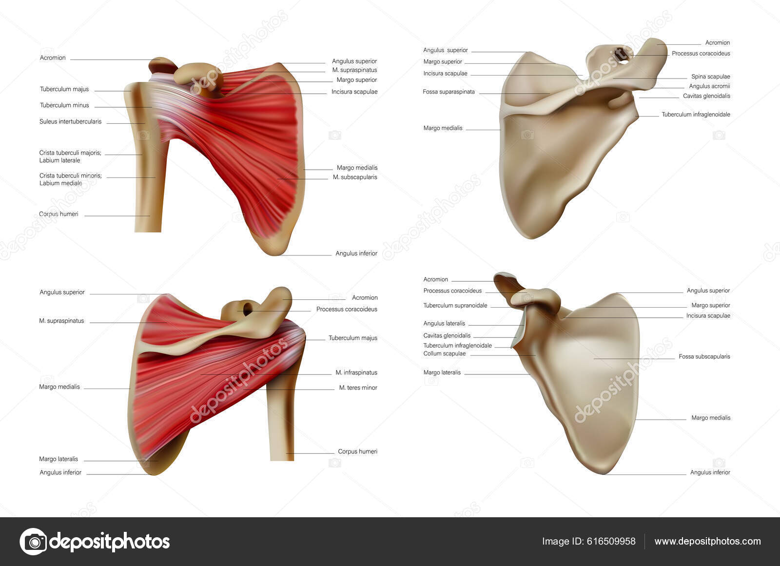 Anatomia Estrutura Escápula Músculos Ósseos Cinto Dos Membros ...