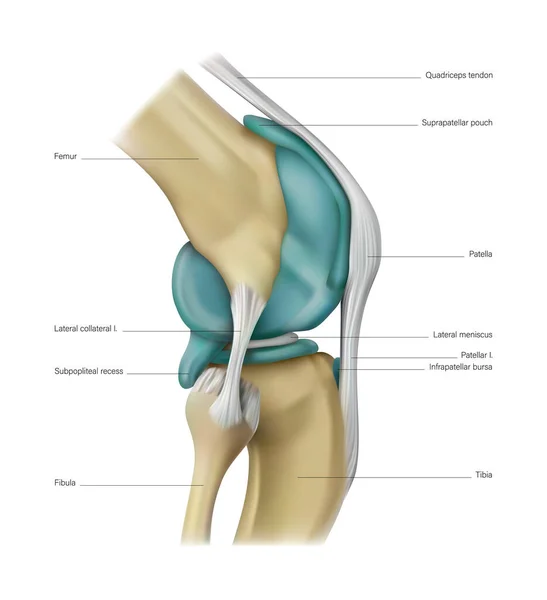 Anatomie Van Menselijke Voet Mediale Middelste Plantaire Spieren Vector ...