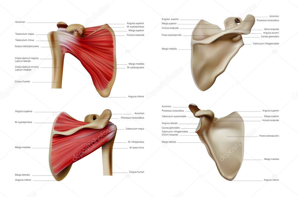 Anatomía Estructura Escápula Los Músculos Óseos Del Cinturón Las ...
