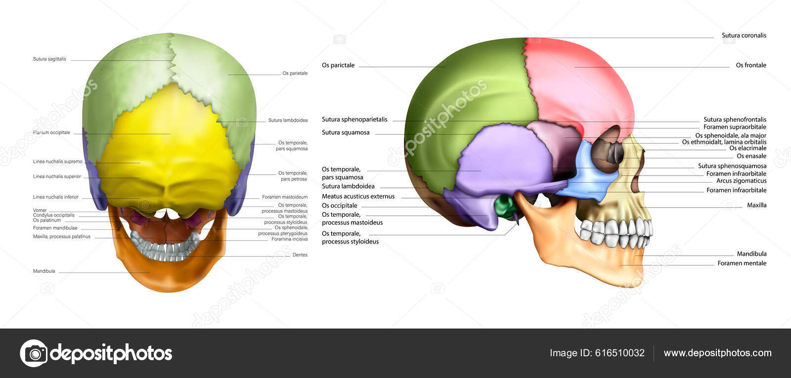 Diagrama Cráneo Humano Partes Multicolores Sobre Fondo Blanco ...