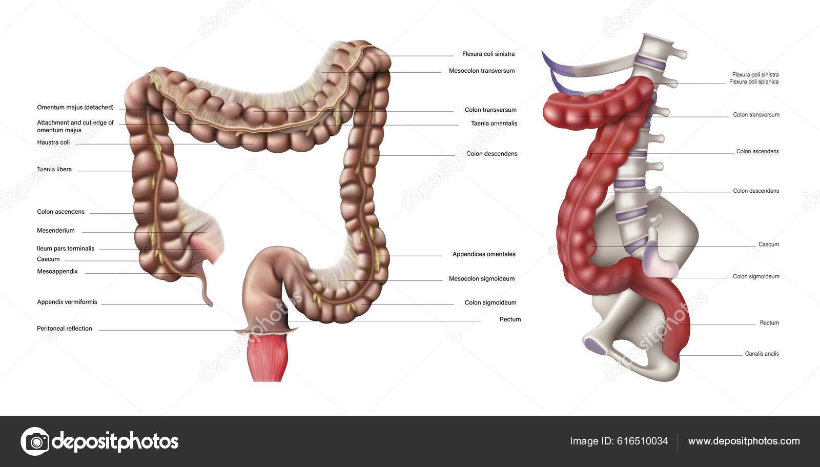Anatomy Structure Human Large Intestine White Background Vector ...