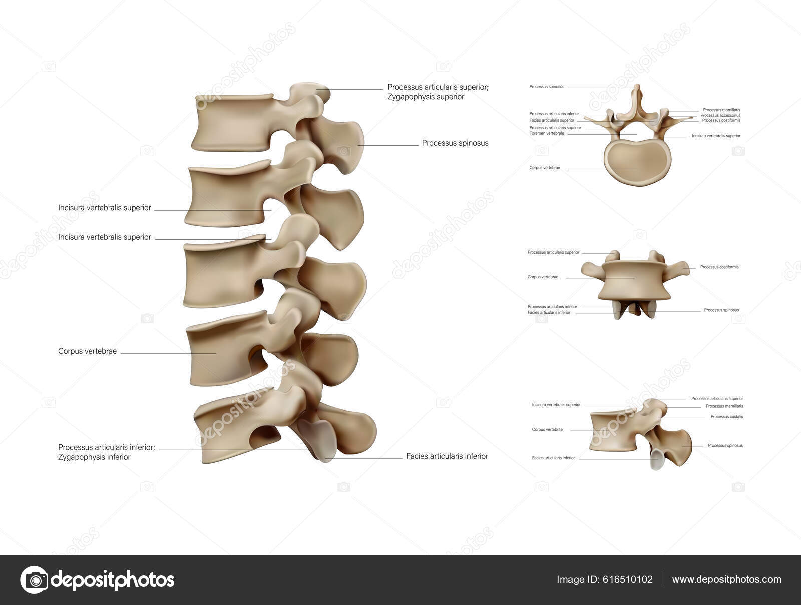 Ligaments Articulations Des Vertèbres Cervicales Los Occipital Vue Derrière Illustration Image