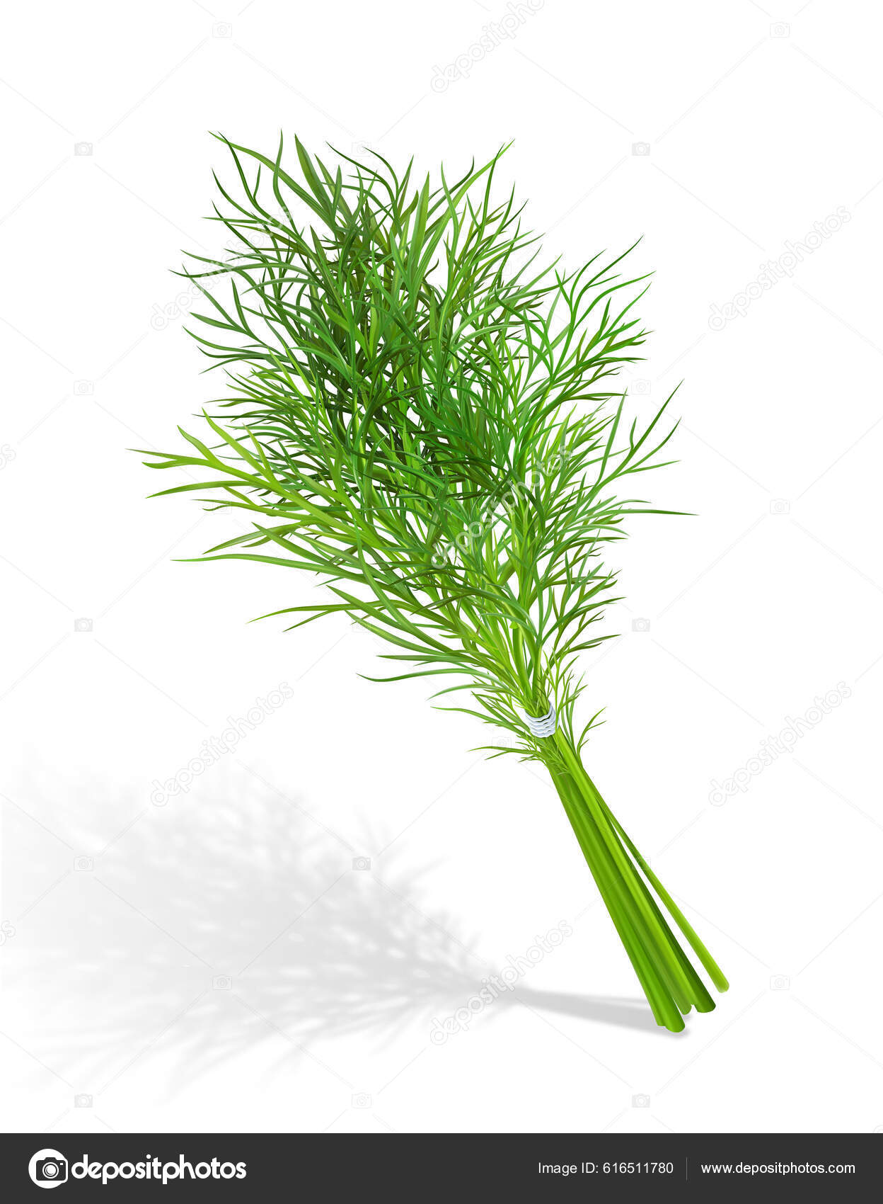 Bunch Fresh Dill Vector Illustration Stock Vector by ©urfingus 616511780