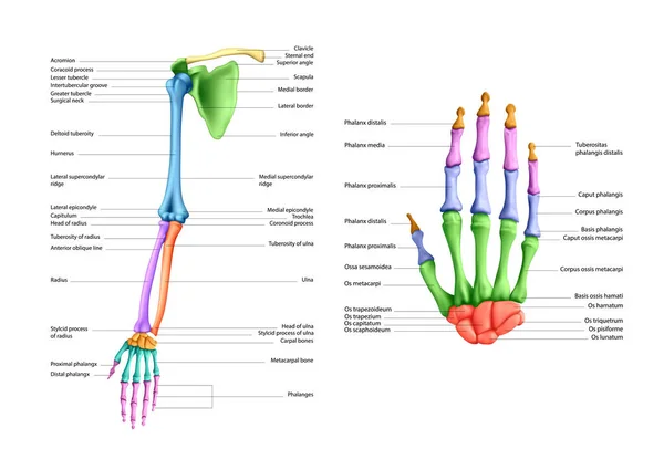 Image vectorielle Anatomie Humaine Humérus Avant Bras Sur Fond Blanc ...