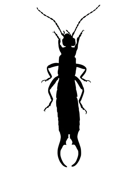 ᐈ Earwig drawing stock vectors, Royalty Free earwig illustrations ...