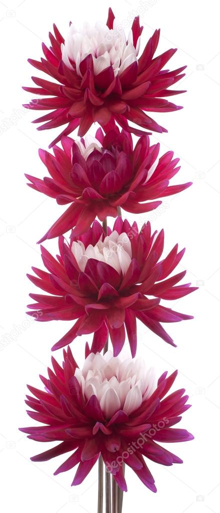 Dahlia flowers Stock Photo by ©_Vilor 13589668