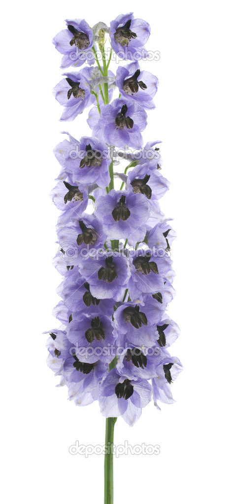 Delphinium Stock Photo by ©_Vilor 45898753