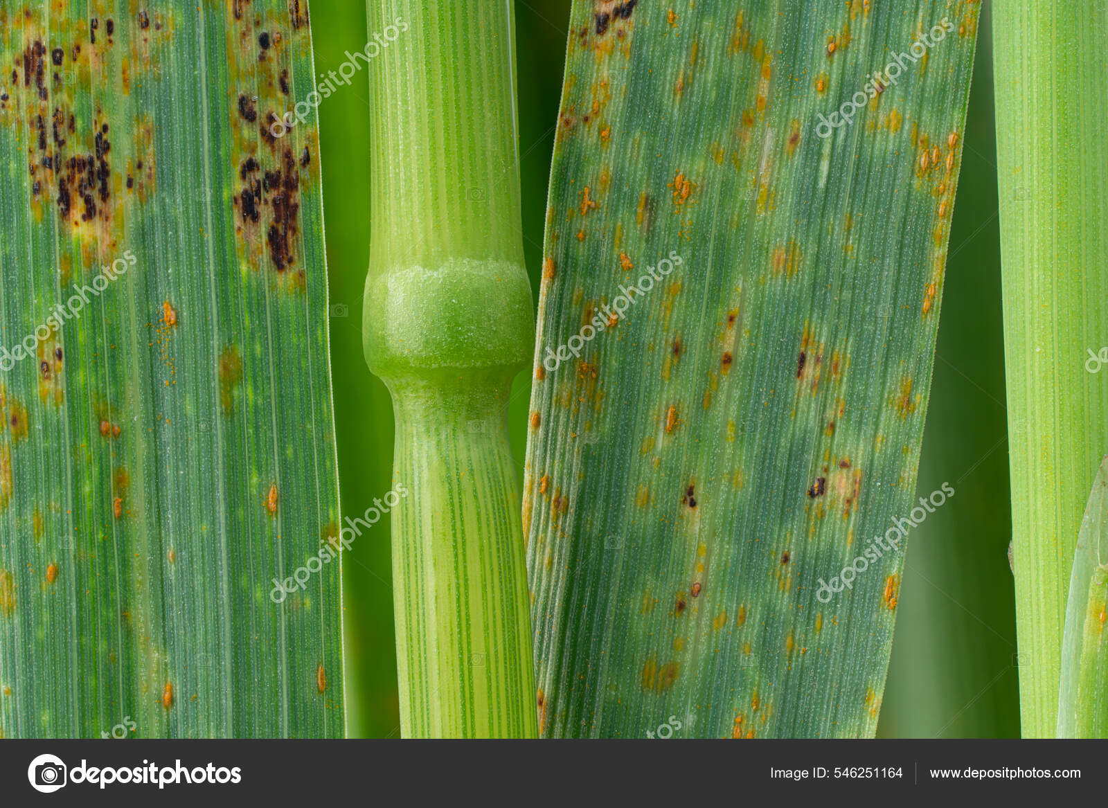 Wheat Leaves Infected Puccinia Triticina Macro Symptoms — Stock Photo ...