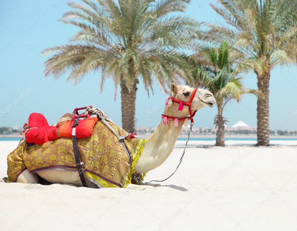 Camel resting on the beach — Stock Photo © dasha11 #26388573