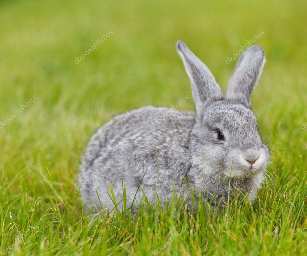 Cute little grey rabbit on green grass — Stock Photo © dasha11 #39101121