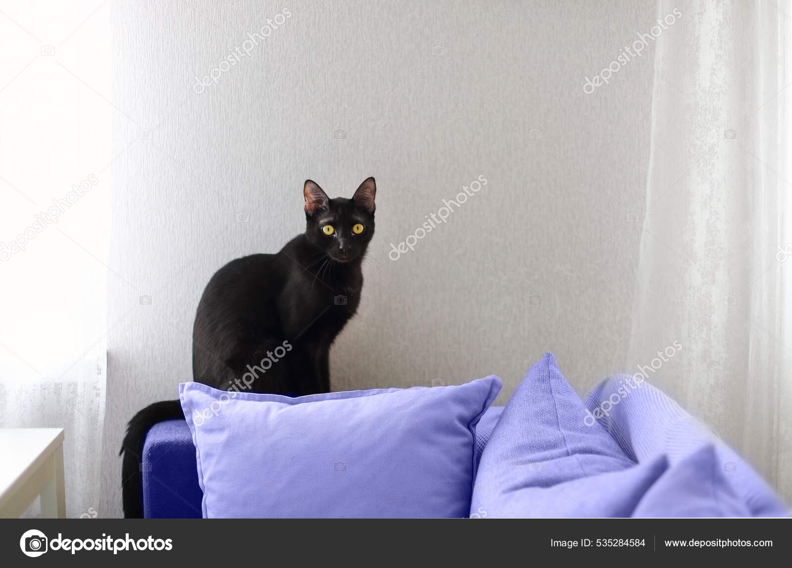Black Cat Sofa Very Peri Pillows Plaids Pet Home Color — Stock Photo ...