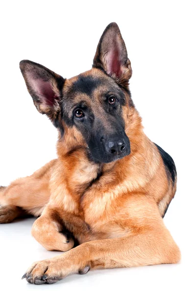 German Shepherd Stock Photo by ©melory 33059133