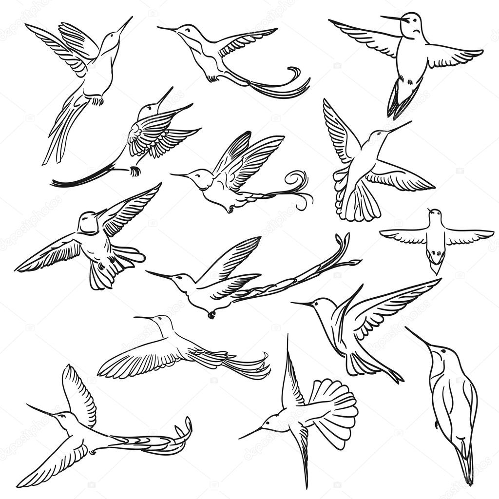 Colibri drawing set made in line art style Stock Vector Image by ...