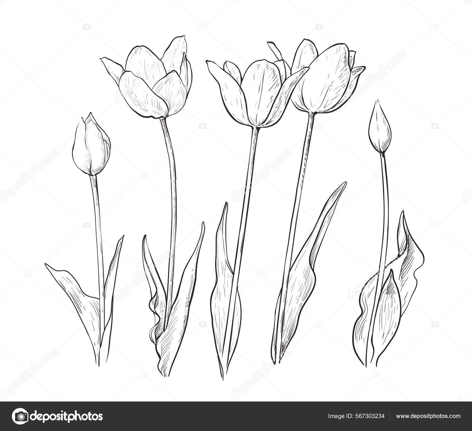 Tulipan Tegning Omriss Tulpe Bilder Kostenloser Download Auf Freepik
