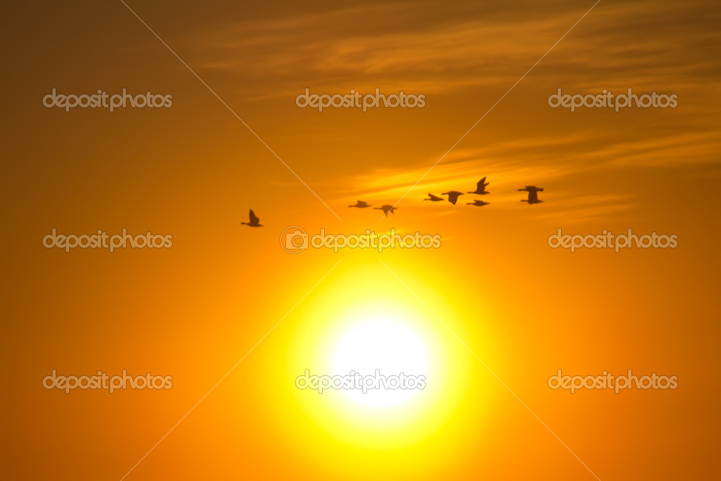 Romantic flight at sunset — Stock Photo © max5128 #34367799