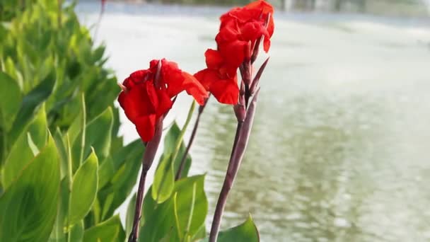 309 Corn flag Videos, Royalty-free Stock Corn flag Footage | Depositphotos