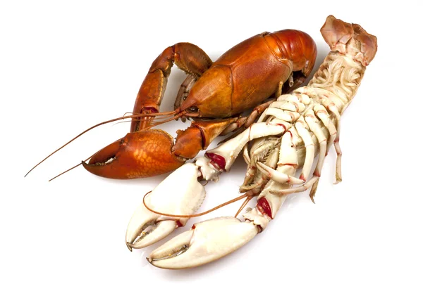 Yabby or Freshwater Lobster Stock Photo by ©ribeiroantonio 17362227