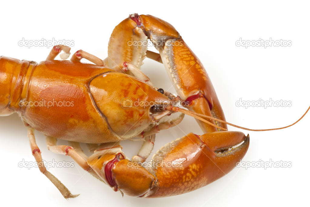 Yabby or Freshwater Lobster Stock Photo by ©ribeiroantonio 17362227