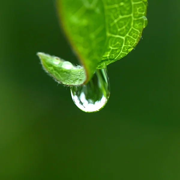 Water drop on a leaf Stock Photo by ©Erika_DC 1024222