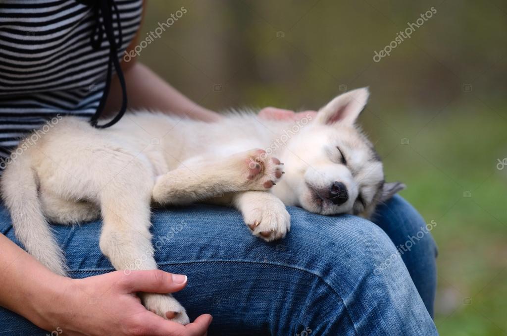 Sleepy Husky Puppy