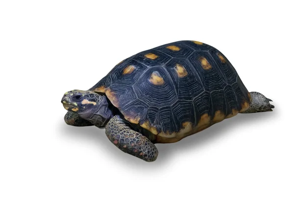 Land turtle Stock Photos, Royalty Free Land turtle Images | Depositphotos