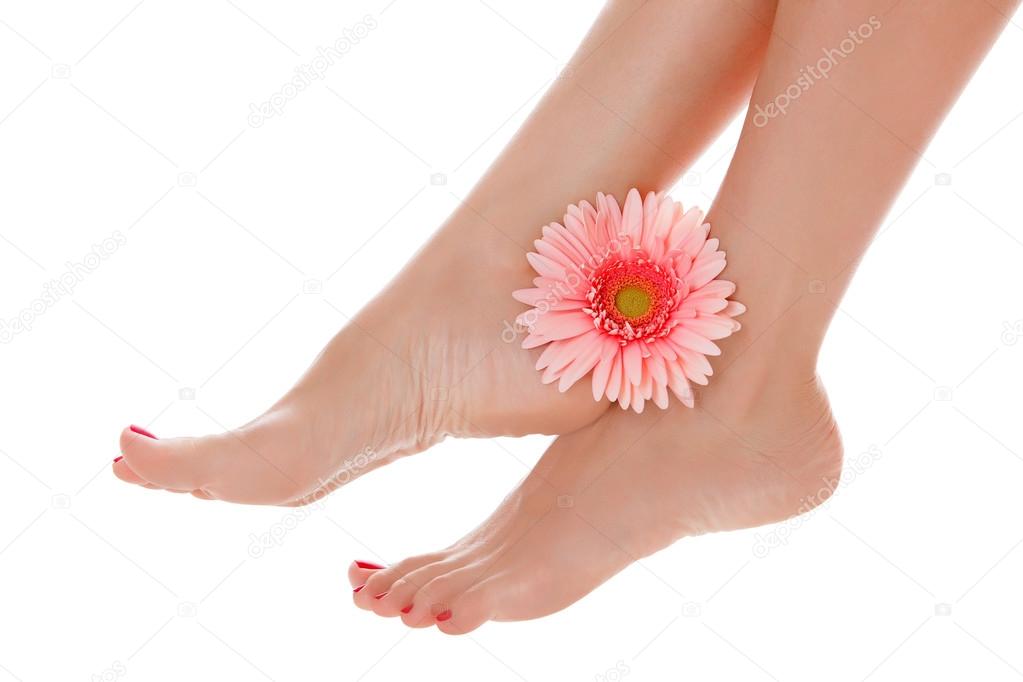 Beautiful female legs with pink gerbera flower, isolated on whit Stock ...