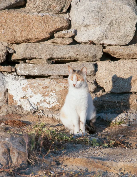 O gato de aldeia Stock Photos, Royalty Free O gato de aldeia Images ...