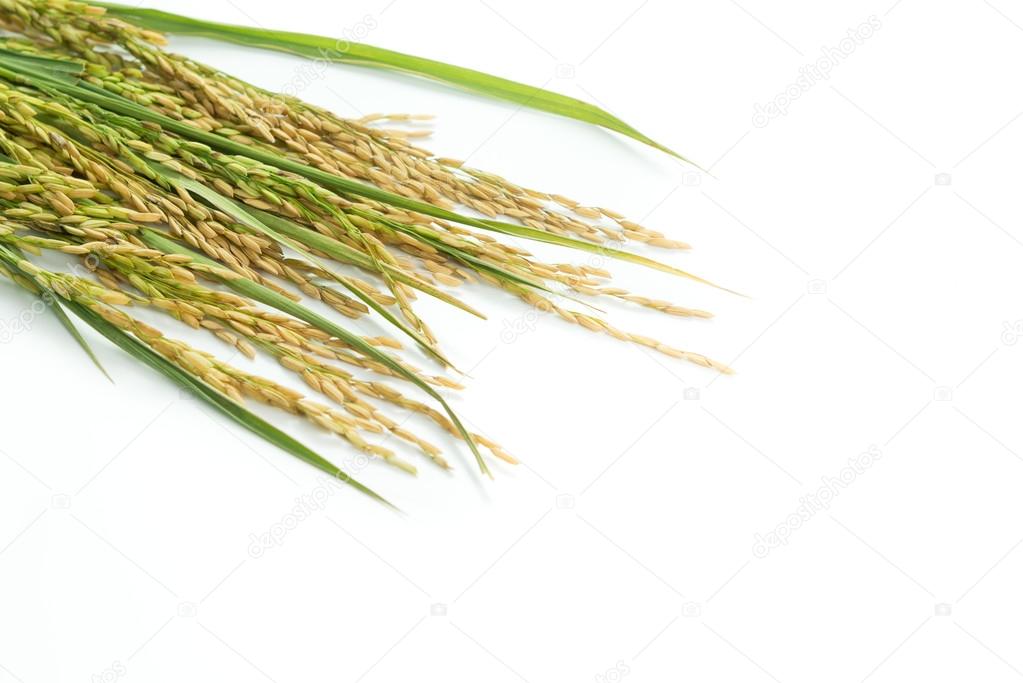 Paddy grain — Stock Photo © shirotie #34913185