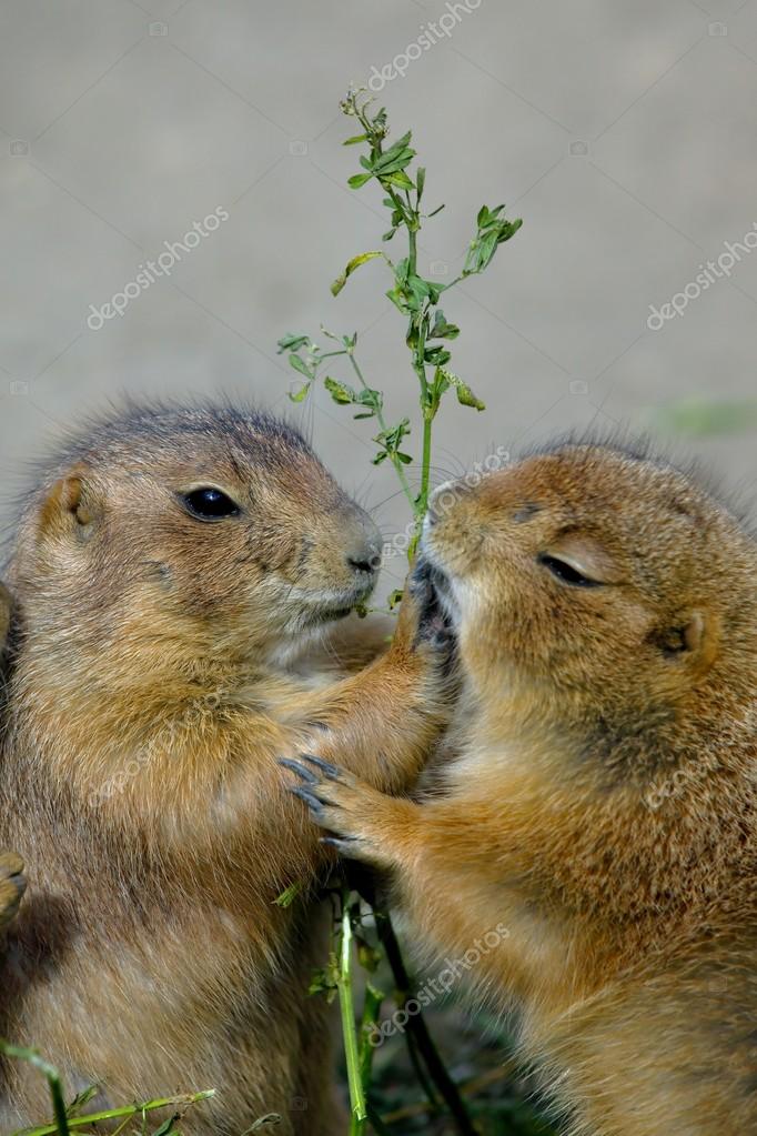 Prairie Dogs Hugging