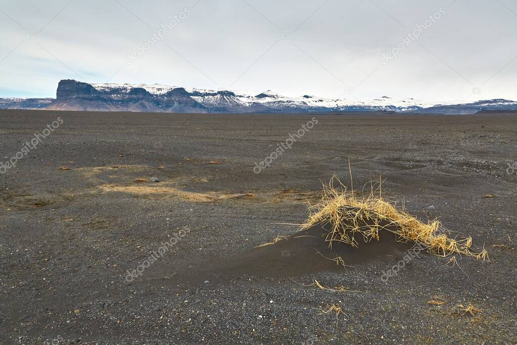 Islandés arena negra llanura con hierba seca 2022