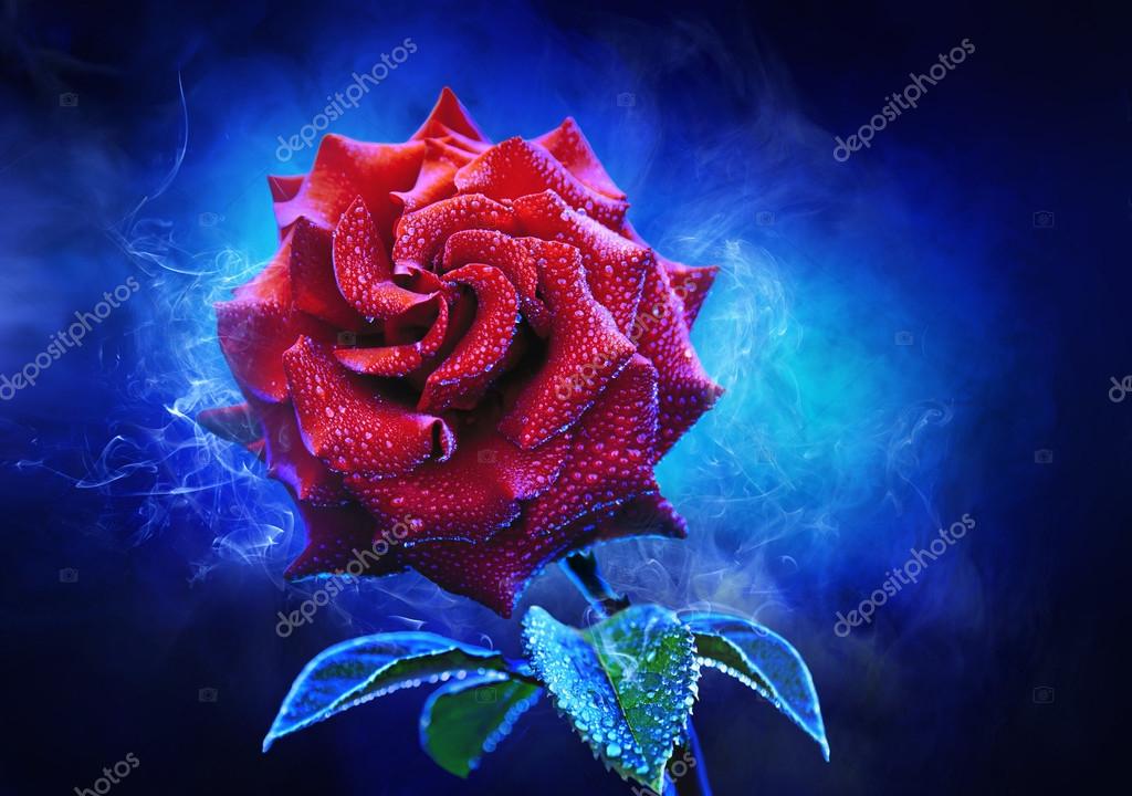 Mystical red rose Stock Photo by ©christas 12156416