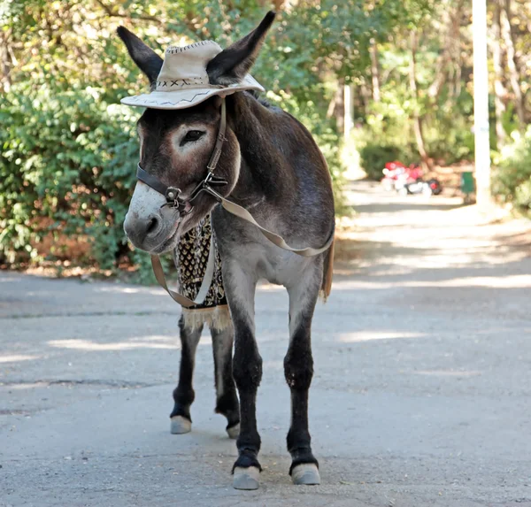 Donkey Stock Photos, Royalty Free Donkey Images | Depositphotos